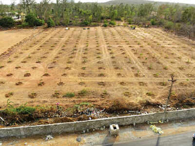 Forest department turns reclaimed barren land into greenery with native ...
