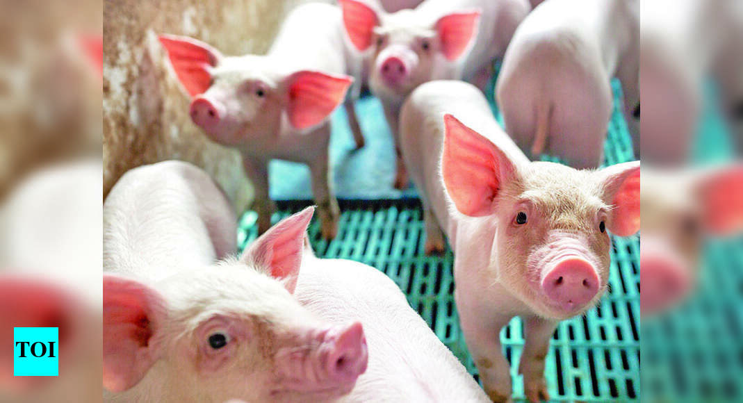 Deadliest virus in history threatens global pork industry - Times of India