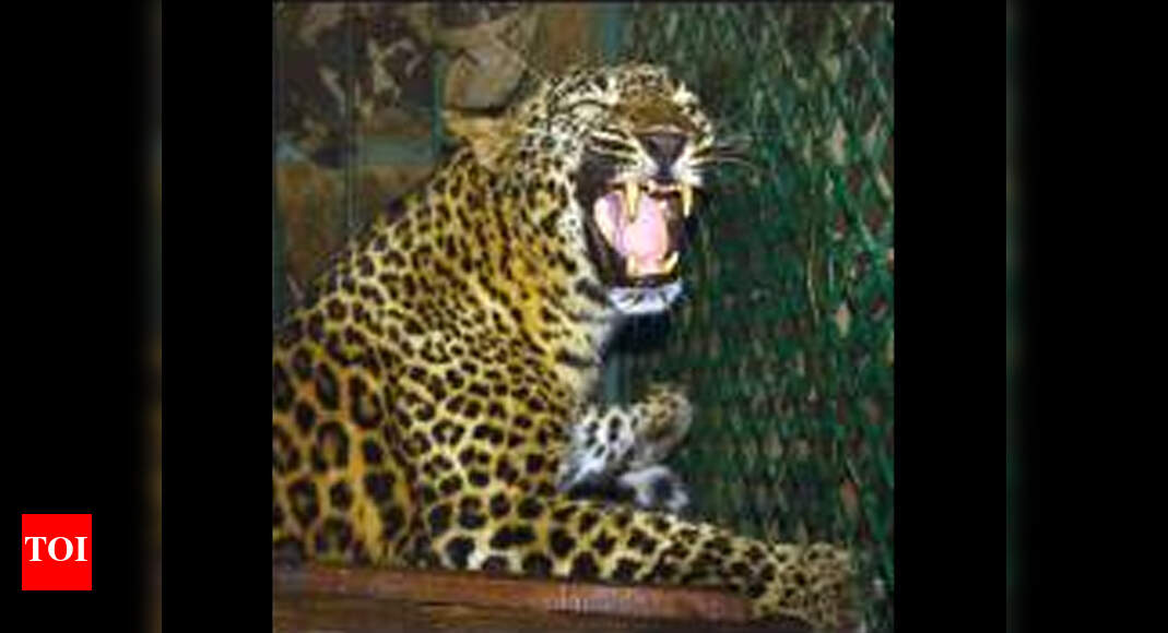 Leopard rescued from store room at Sanguem | Goa News - Times of India