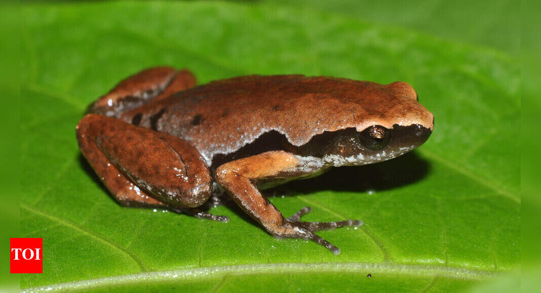 Scientists discovers a beautiful new frog in Assam - Times of India