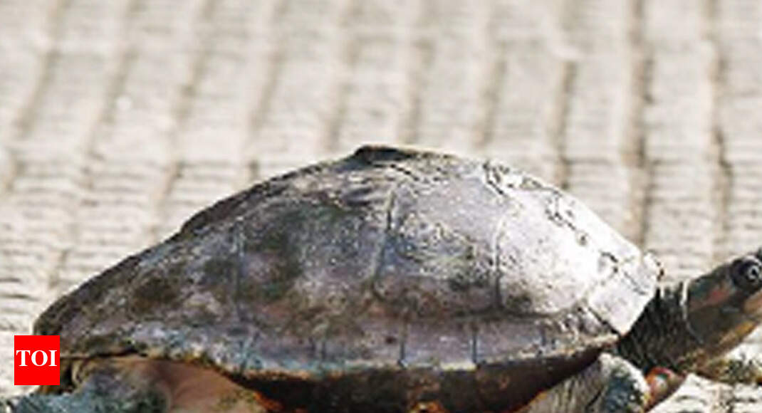 Assam temple brings 'extinct' turtle back to life | Guwahati News ...