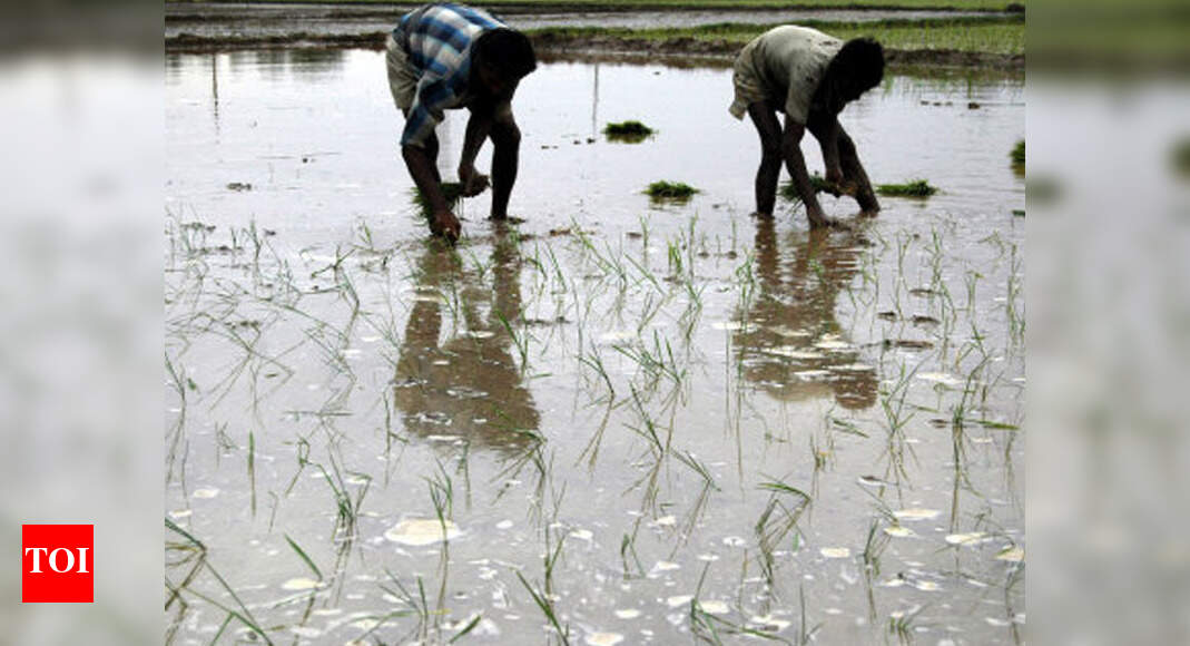 Punjab: Paddy transplantation begins today | Amritsar News - Times of India