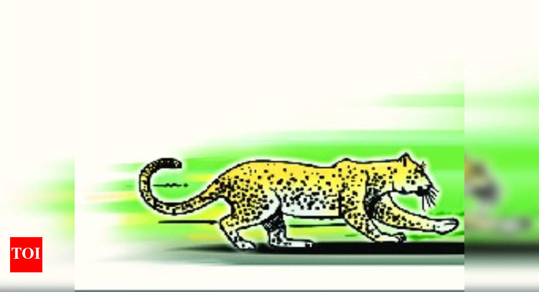 2 girls suffer injuries in leopard attack on Tirumala ghat road ...