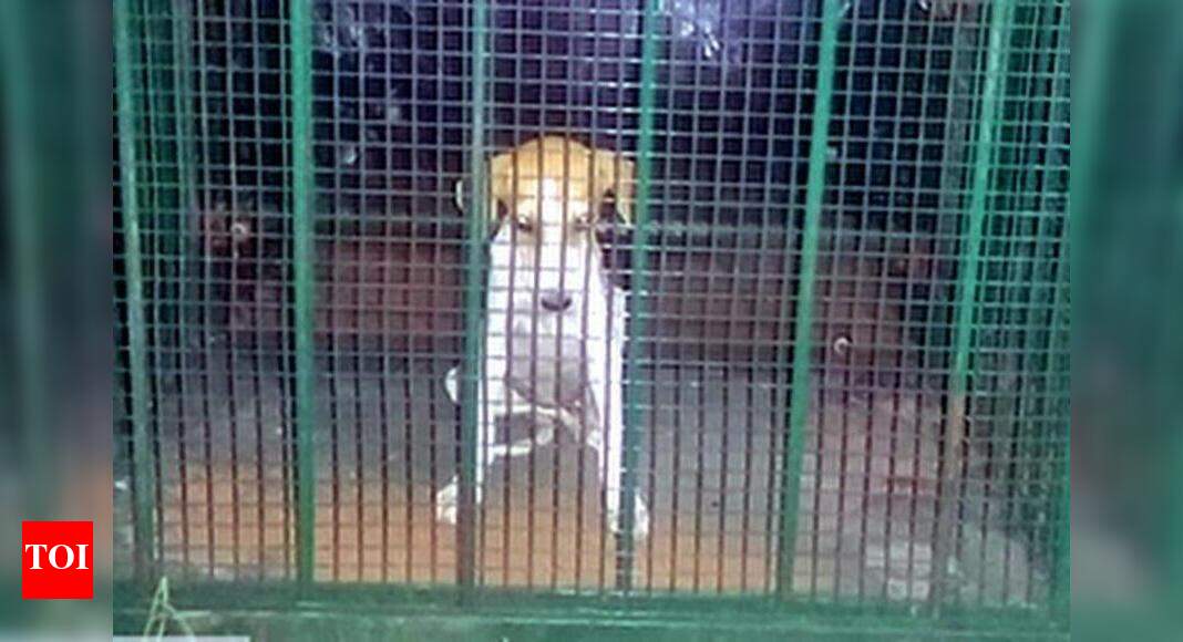 Dog used as live bait to lure leopard | Hyderabad News - Times of India