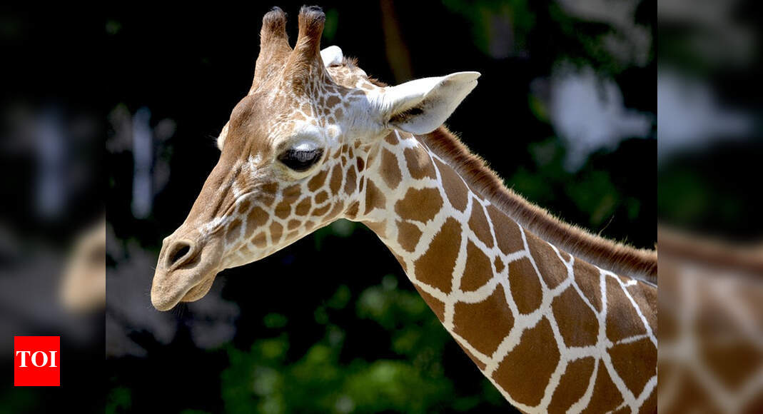 Tall order? Bringing back giraffes to Delhi | Delhi News - Times of India