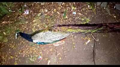 ‘Forester ‘refused’ to attend to injured peacock’ | Rajkot News - Times ...
