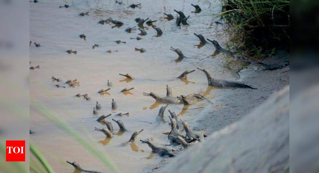 Gharial hatchlings spring hope in Katarniaghat forest | Lucknow News ...