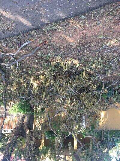 Garbage and branches strewn Sainikpuri - Times of India