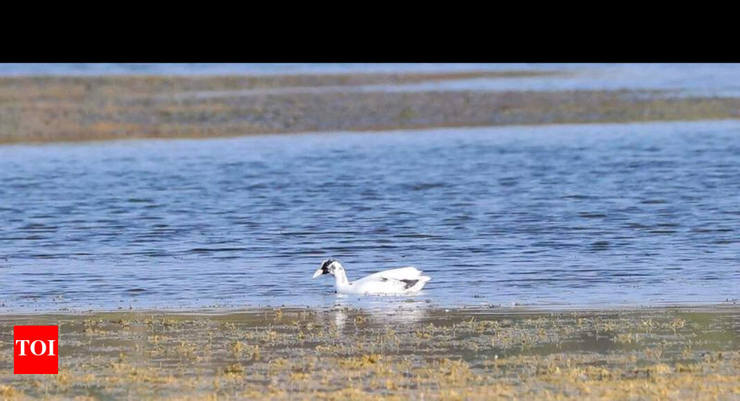 Rare albino Eurasian coot sighted at Gorewada lake | Nagpur News ...