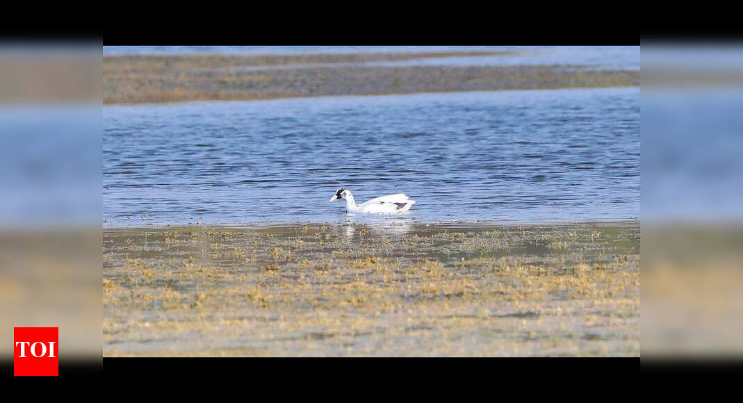 Rare albino Eurasian coot sighted at Gorewada lake | Nagpur News ...