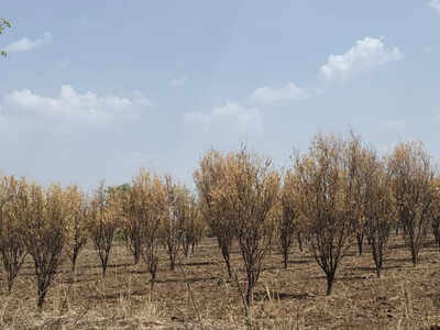 More orange farmers call in with ‘dying orchard’ reports | Nagpur News ...