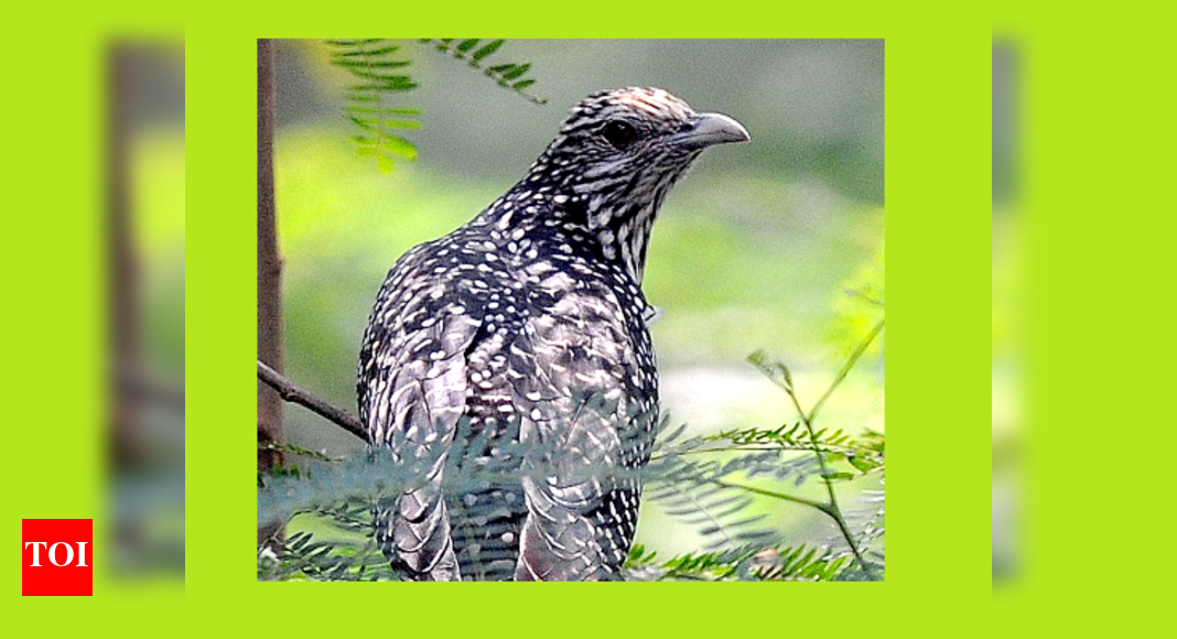 When koels started singing early in Chennai | Chennai News - Times of India