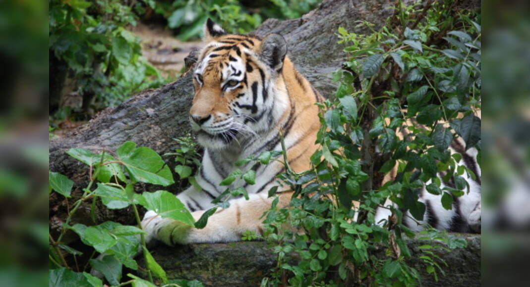 ‘VIP Stay’ not a possibility at Corbett Tiger Reserve now | TimesTravel