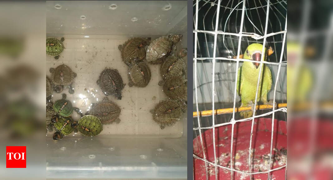 20 roofed turtles, parrot seized from Crawford market | Mumbai News ...