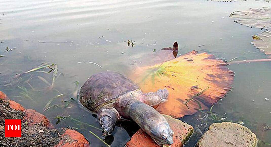 Turtles, snakes, fishes found dead at Timbi lake | Vadodara News ...