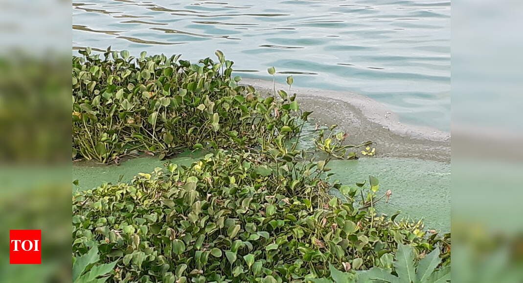 Algae that is destroying Durgam Cheruvu. - Times of India