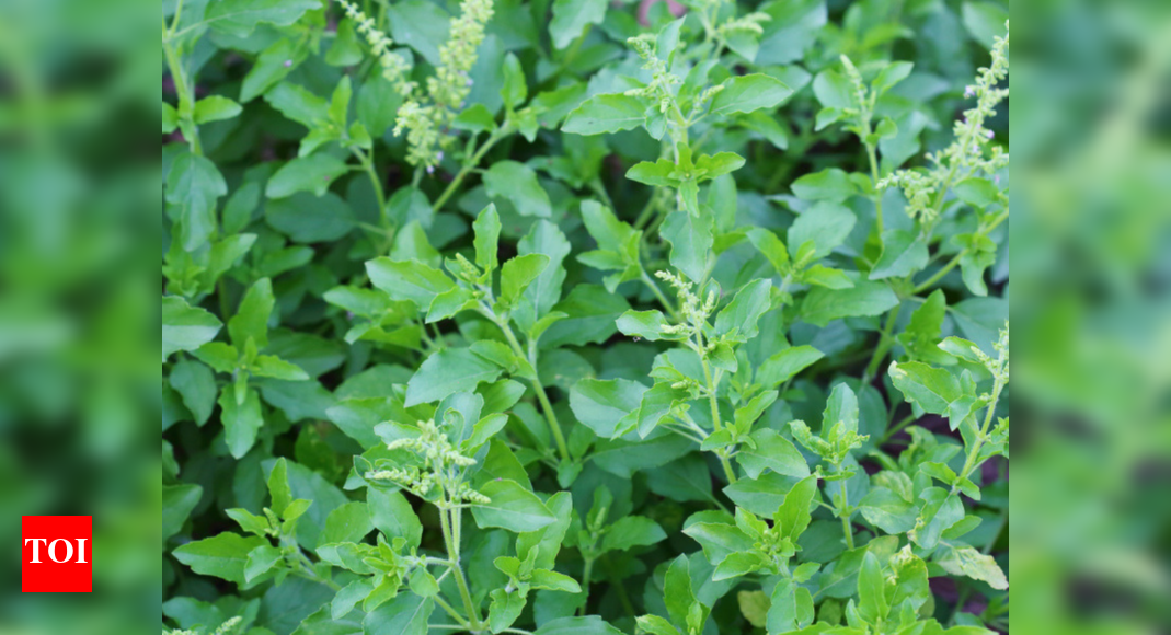 How to add Tulsi in your daily diet to stay healthy - Times of India