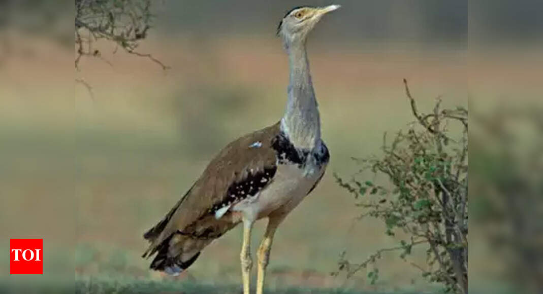 CM Gehlot visits hatchery, hails Project Bustard | Jaipur News - Times ...