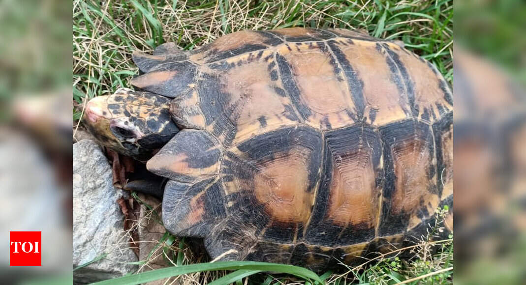 Tortoise species new to India discovered in Arunachal jungle - Times of ...