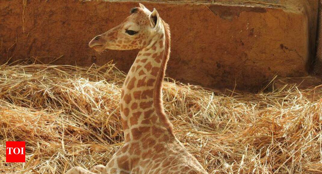 First baby giraffe born in Indira Gandhi Zoo Park | Visakhapatnam News ...