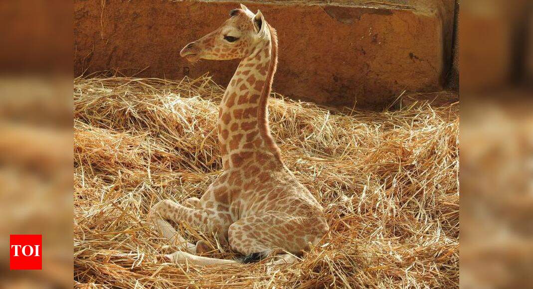 First baby giraffe born in Indira Gandhi Zoo Park | Visakhapatnam News ...