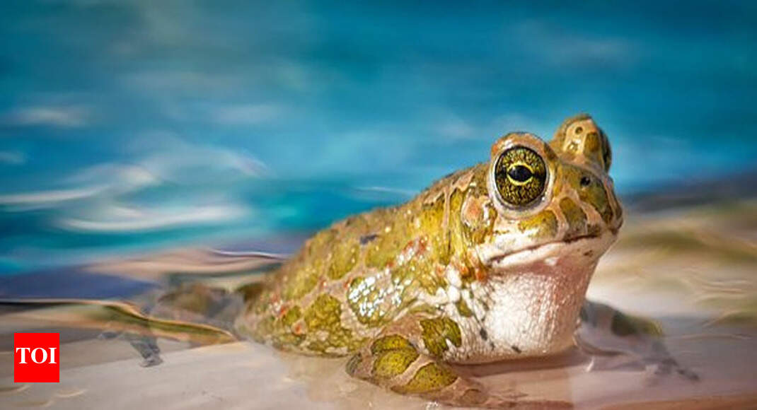 Foresters on vigil to prevent Karnataka frogs from becoming Goan ...