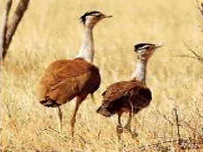 Opinions of experts vary over success of Project Bustard | Jodhpur News ...