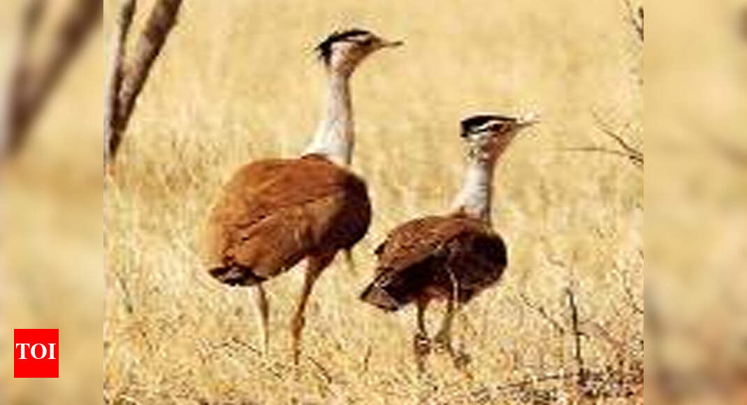 Opinions of experts vary over success of Project Bustard | Jodhpur News ...