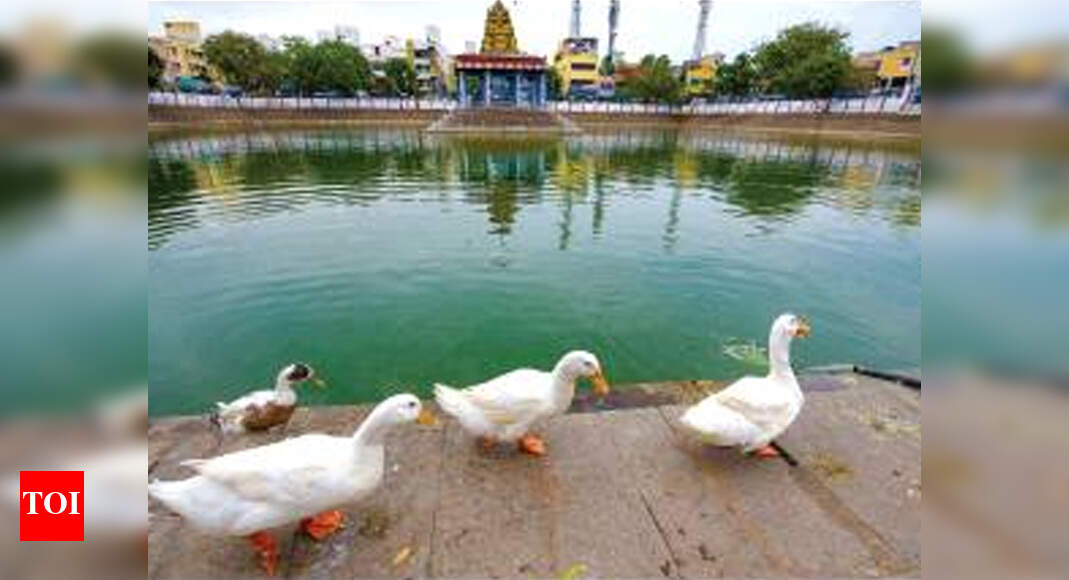 Chennai: Two temple tanks brim with water | Chennai News - Times of India