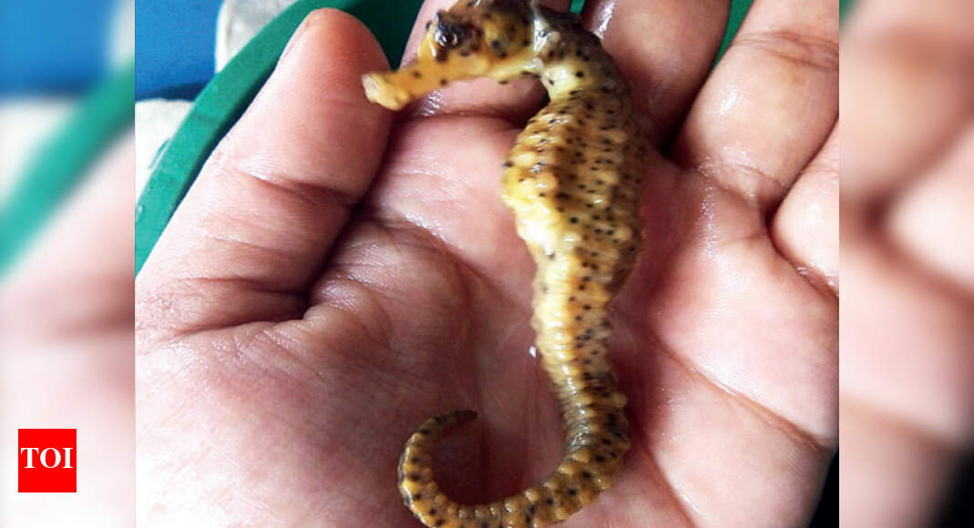 Man finds sea horse on Boisar beach villagers flock to his home for a dekko Mumbai News Times of India