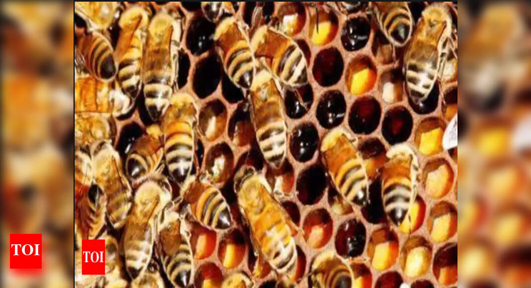 India has potential for 200 million bee colonies: Beekeeping ...