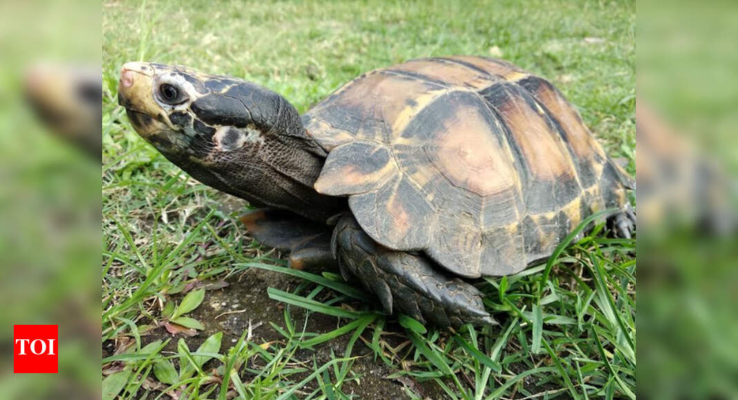 Endangered and rare tortoise found for the first time in India ...