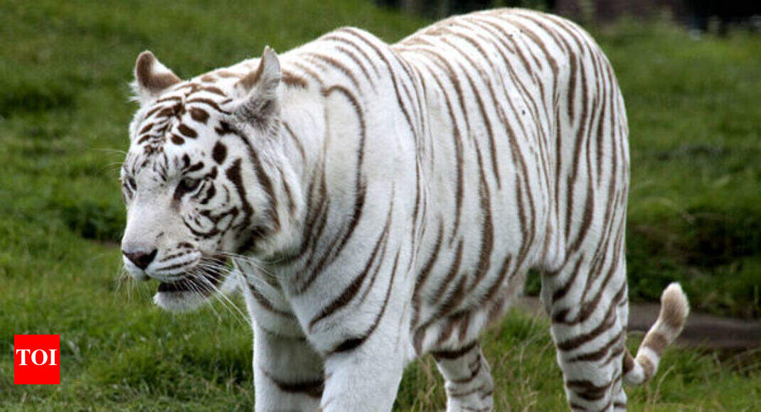 Alipore zoo gets one more white tiger | Kolkata News - Times of India