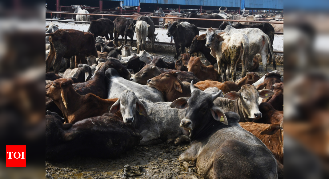 Government plans cow circuit to boost tourism | India News - Times of India