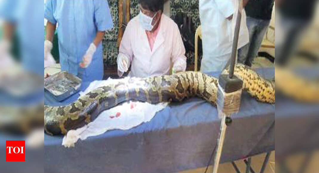 Chip to help track, aid conservation of Indian pythons | Chennai News ...