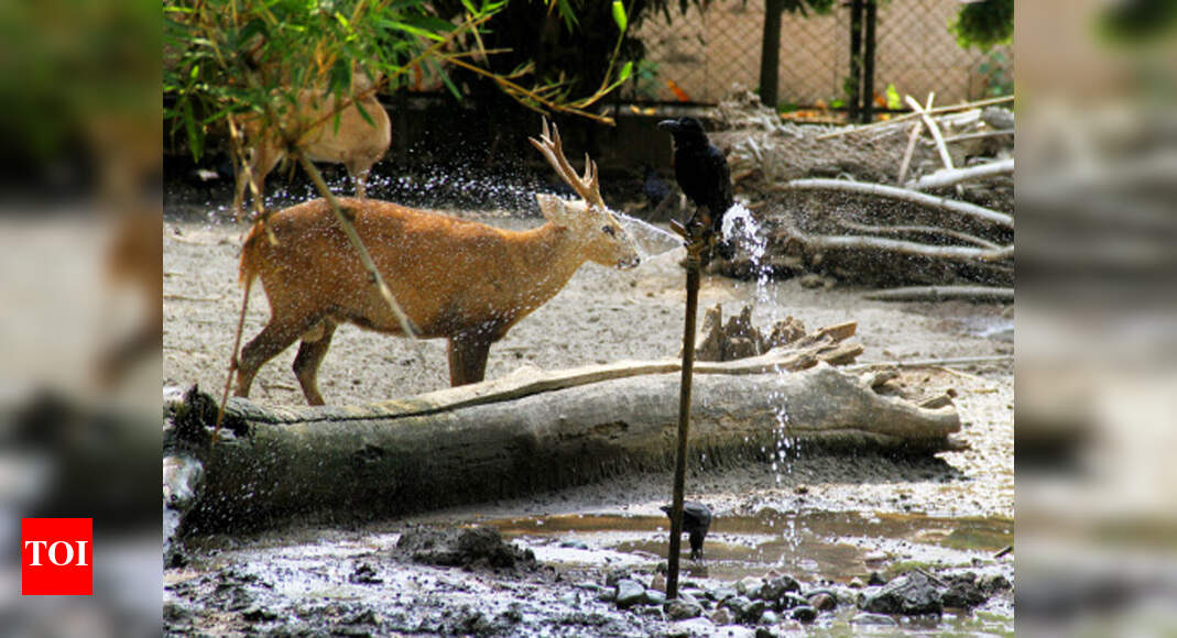 Now, pay more to visit Lucknow zoo | Lucknow News - Times of India