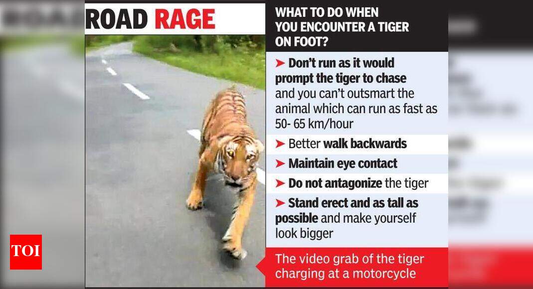 Charging tiger reflects stress on wildlife: Experts | Kozhikode News ...