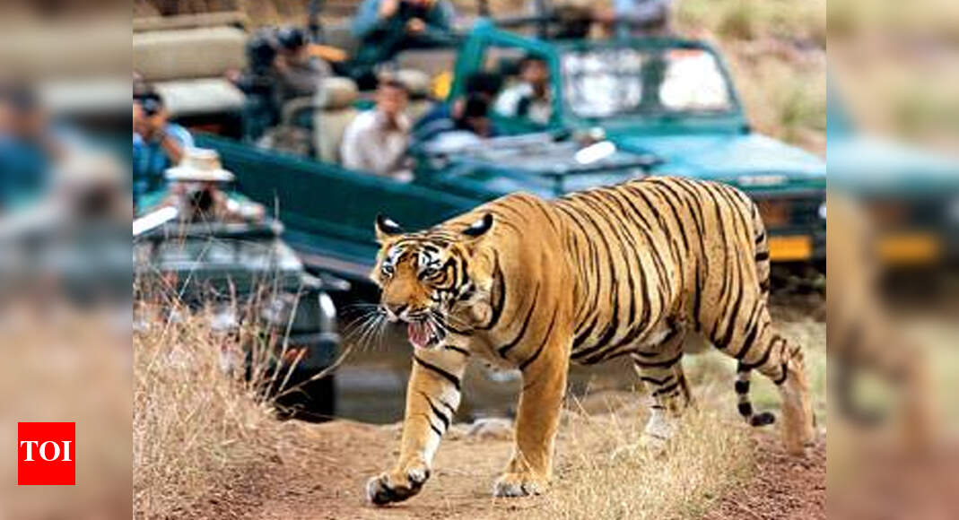 Tiger reserves in Maharashtra impacted by tourism facilities | Mumbai ...