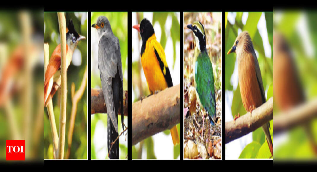 Monsoon draws migratory birds | Bhopal News - Times of India