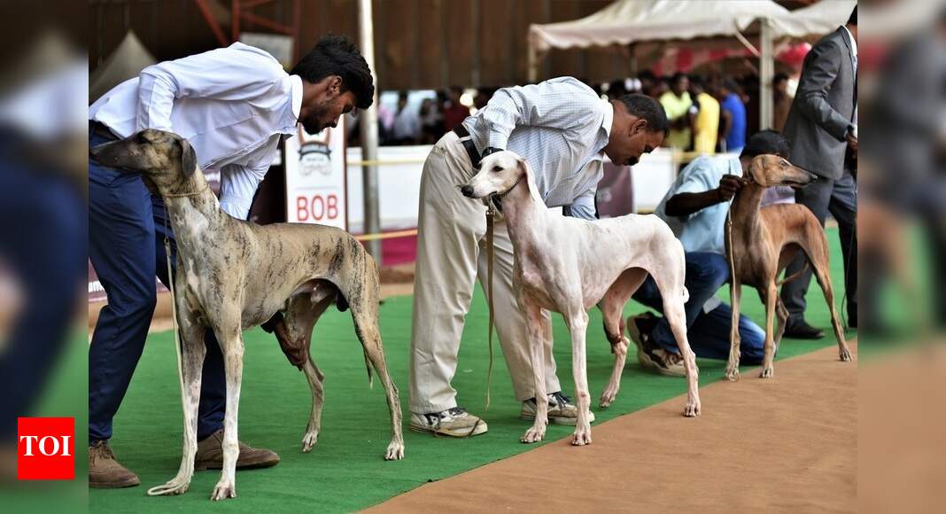A dog's day out | Coimbatore News - Times of India