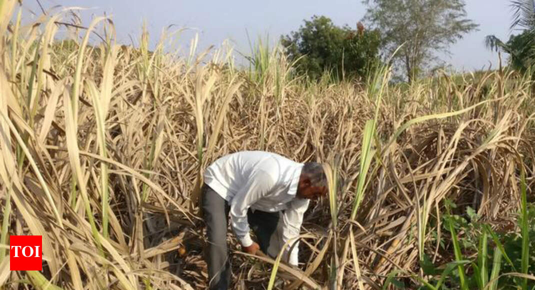 Finance minister goes back to constituency, says gaon, garib and kisan ...