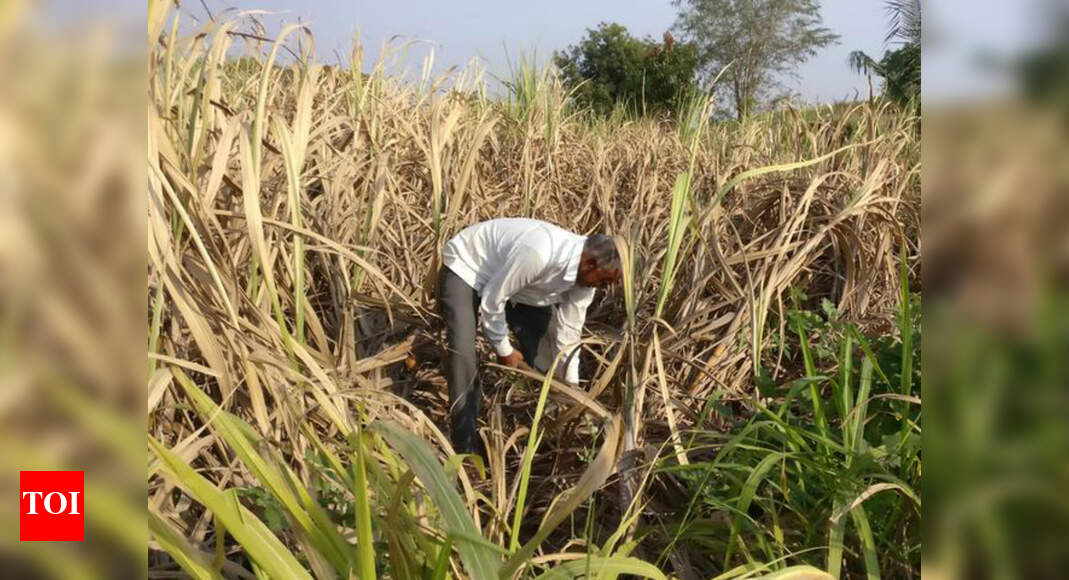 Finance minister goes back to constituency, says gaon, garib and kisan ...