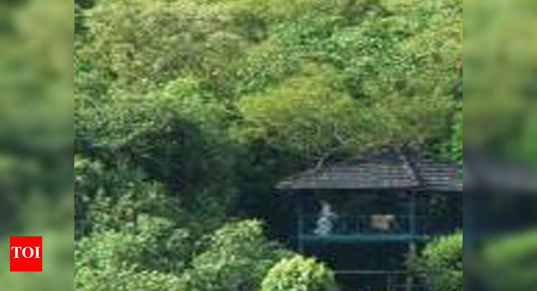 Unsafe watchtower at Salim Ali bird sanctuary restored | Goa News ...