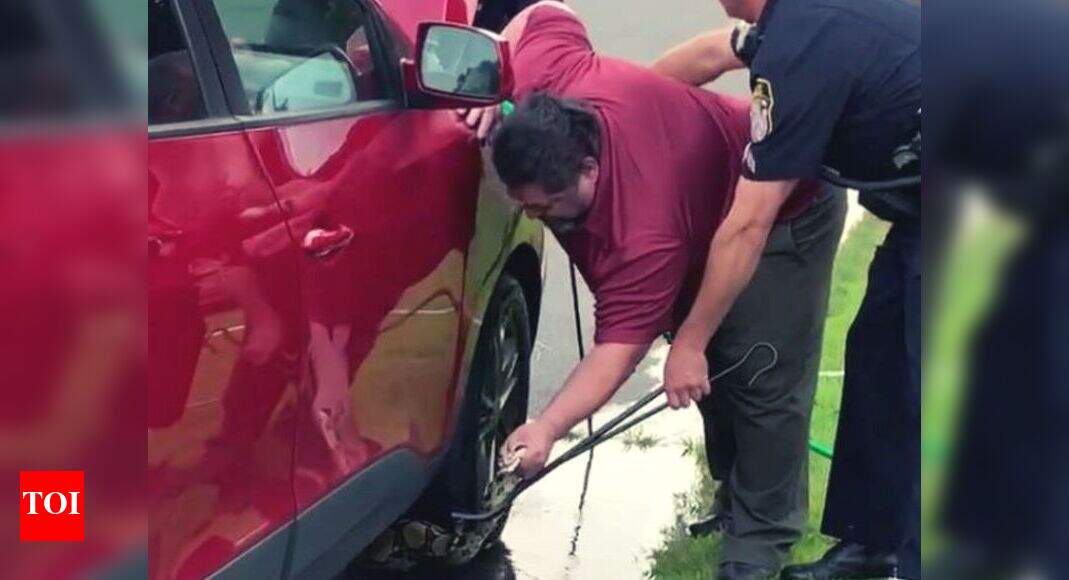 Shocking: Six-foot snake rescued from car engine - Times of India