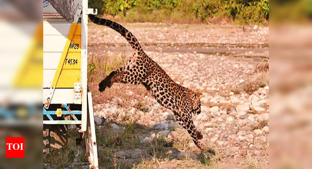 Bijnor to have its first-ever leopard census after 40 leopard sightings ...