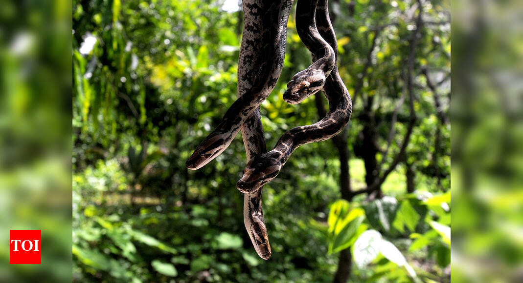 As it pours, half the animals saved are snakes | Mumbai News - Times of ...