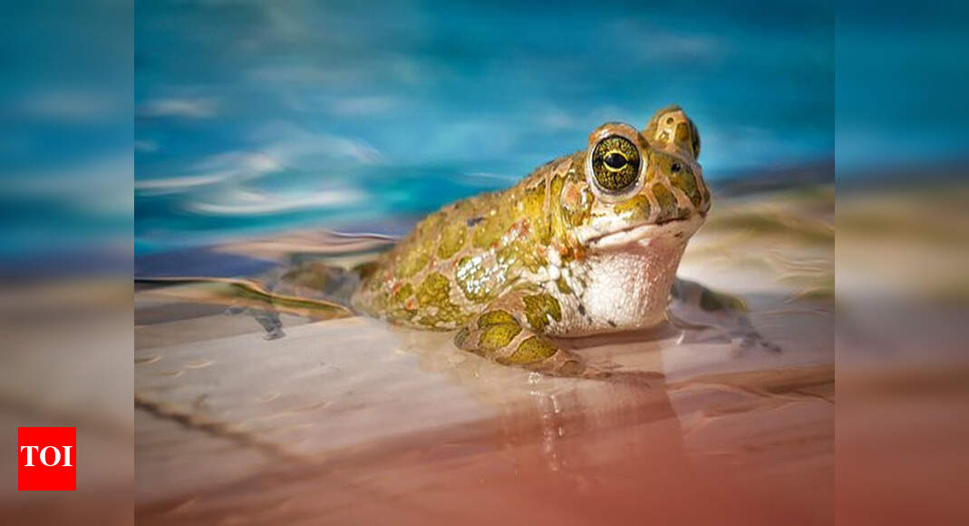 Malabar tree toad not as rare as thought: Expert | Mangaluru News ...