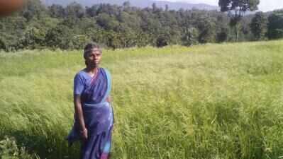 Phase-II of millet village project begins in Attapadi | Kochi News ...