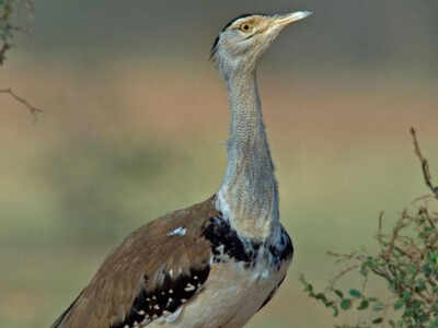 GIB conservation: No funds for Gujarat | Ahmedabad News - Times of India