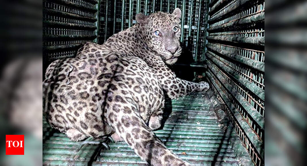 Gujarat: Leopard that attacked five 'sentenced' to life in zoo ...